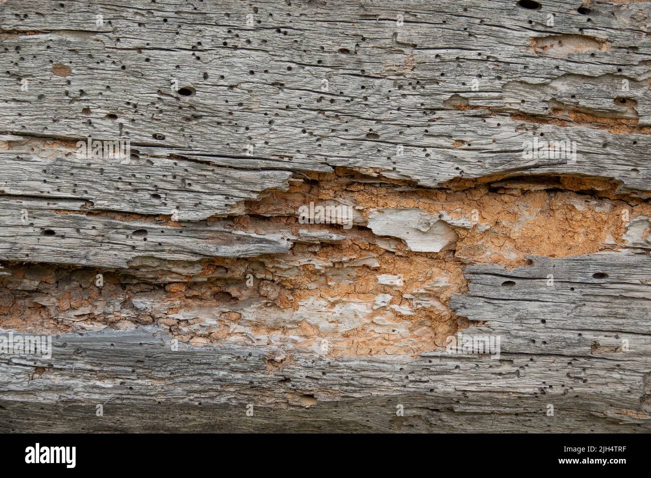 Oldr rotten spruce wood background. Natural texture Stock Photo - Alamy