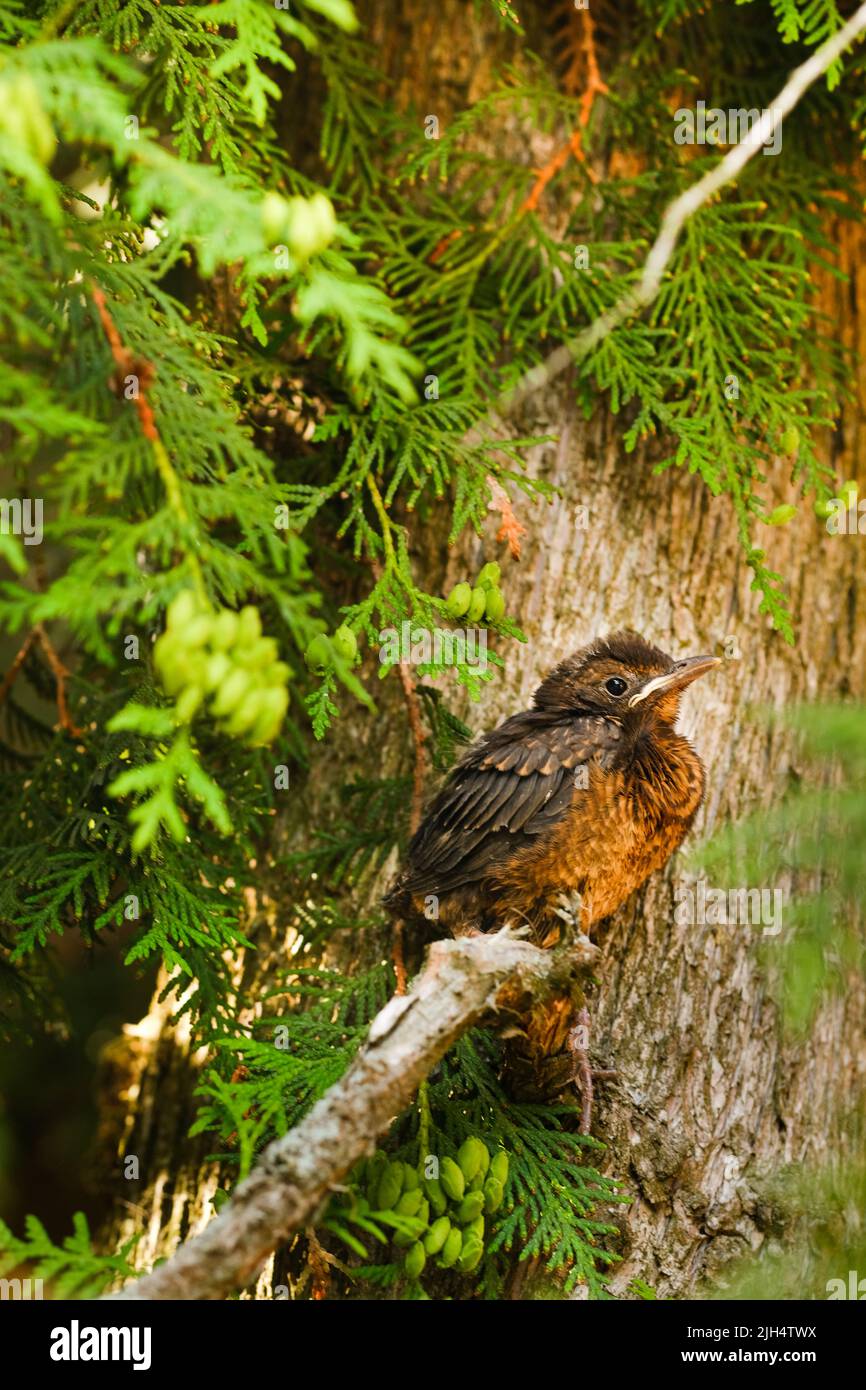 A thrush chick is sitting on a tree branch. The bird is a small ...