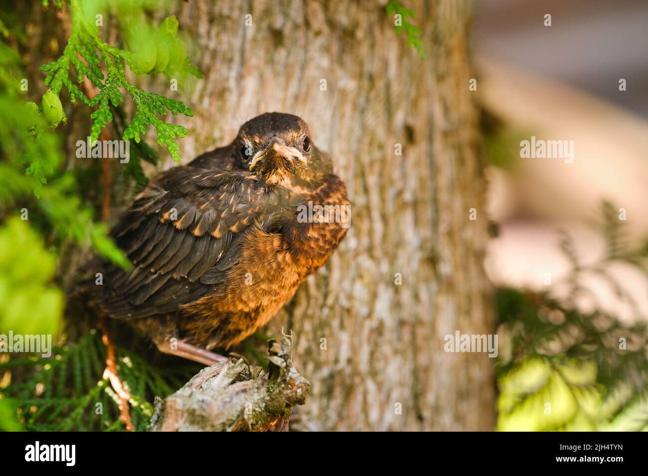 A thrush chick is sitting on a tree branch. The bird is a small ...