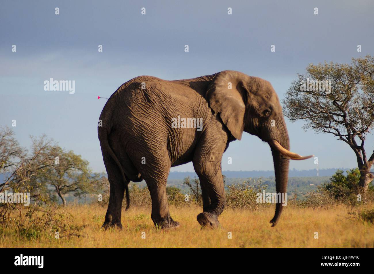 The SA National Parks conducts regular testing for the presence of the ...