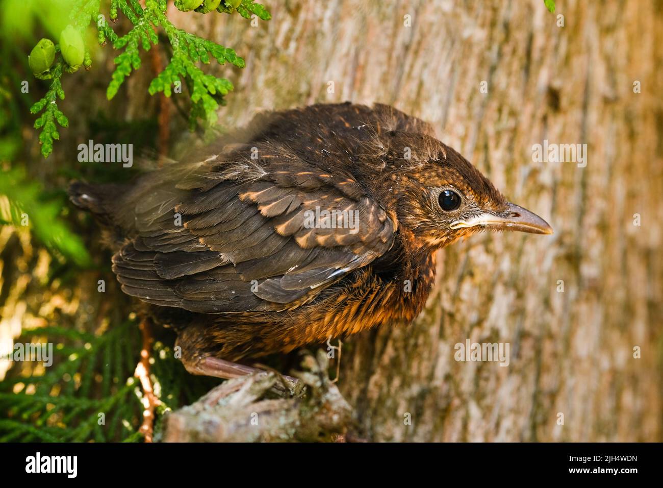 A thrush chick is sitting on a tree branch. The bird is a small ...