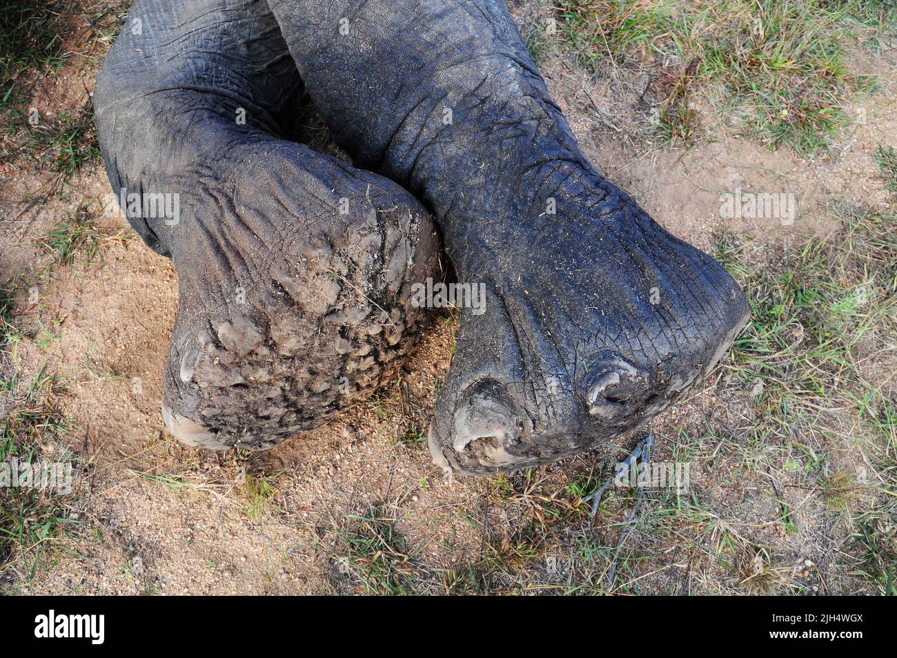 The SA National Parks conducts regular testing for the presence of the ...