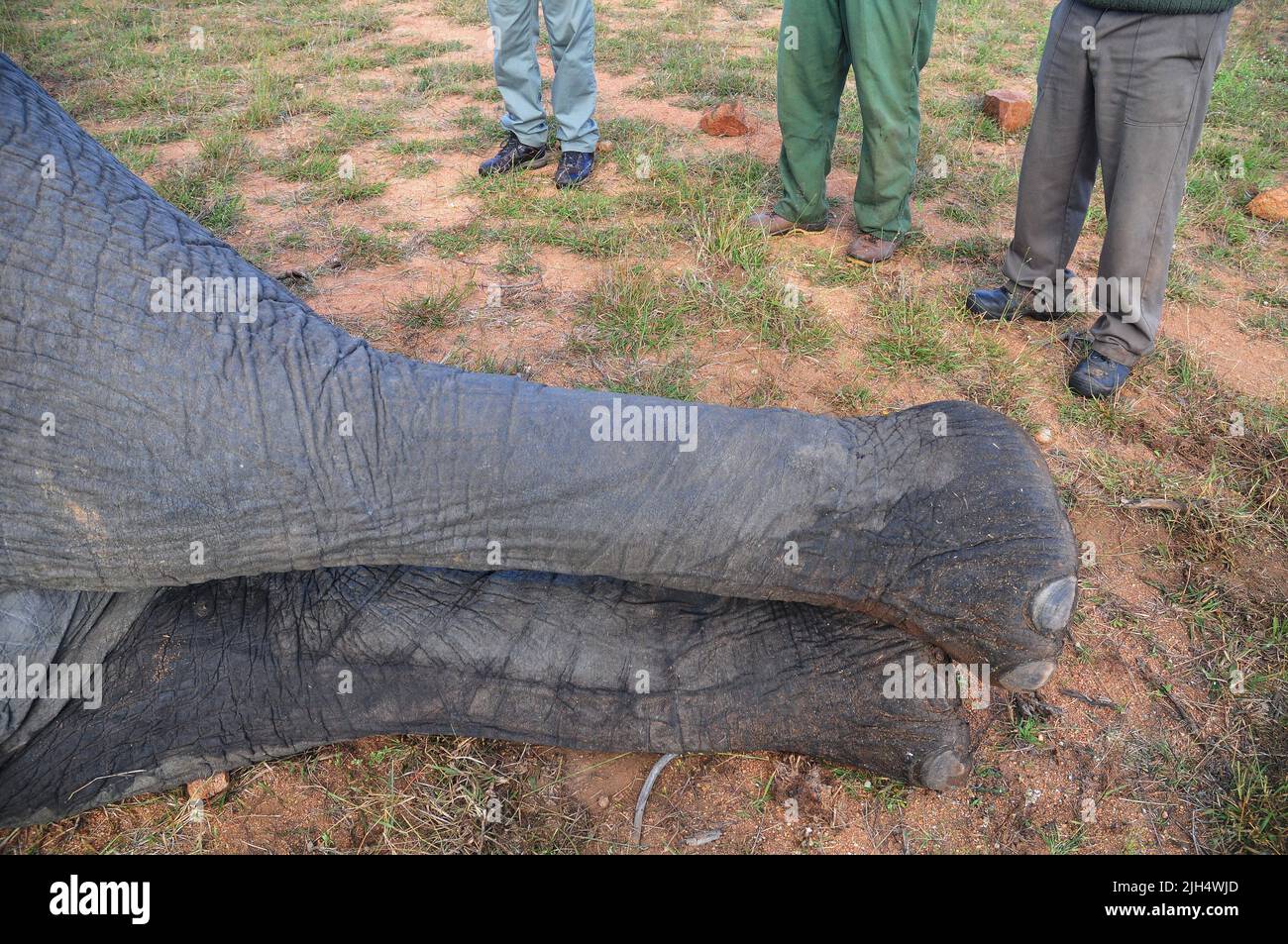 The SA National Parks conducts regular testing for the presence of the ...