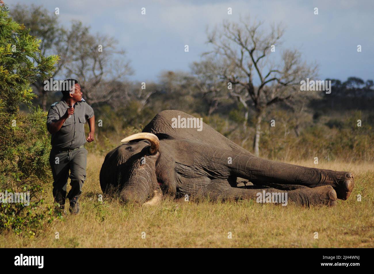 The SA National Parks conducts regular testing for the presence of the ...
