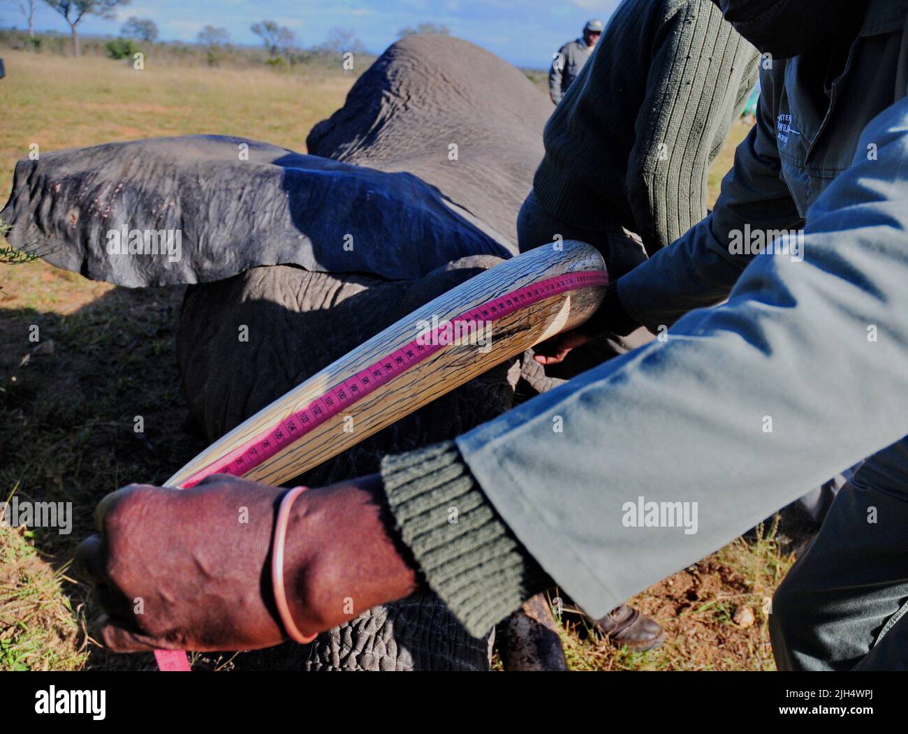 The SA National Parks conducts regular testing for the presence of the ...