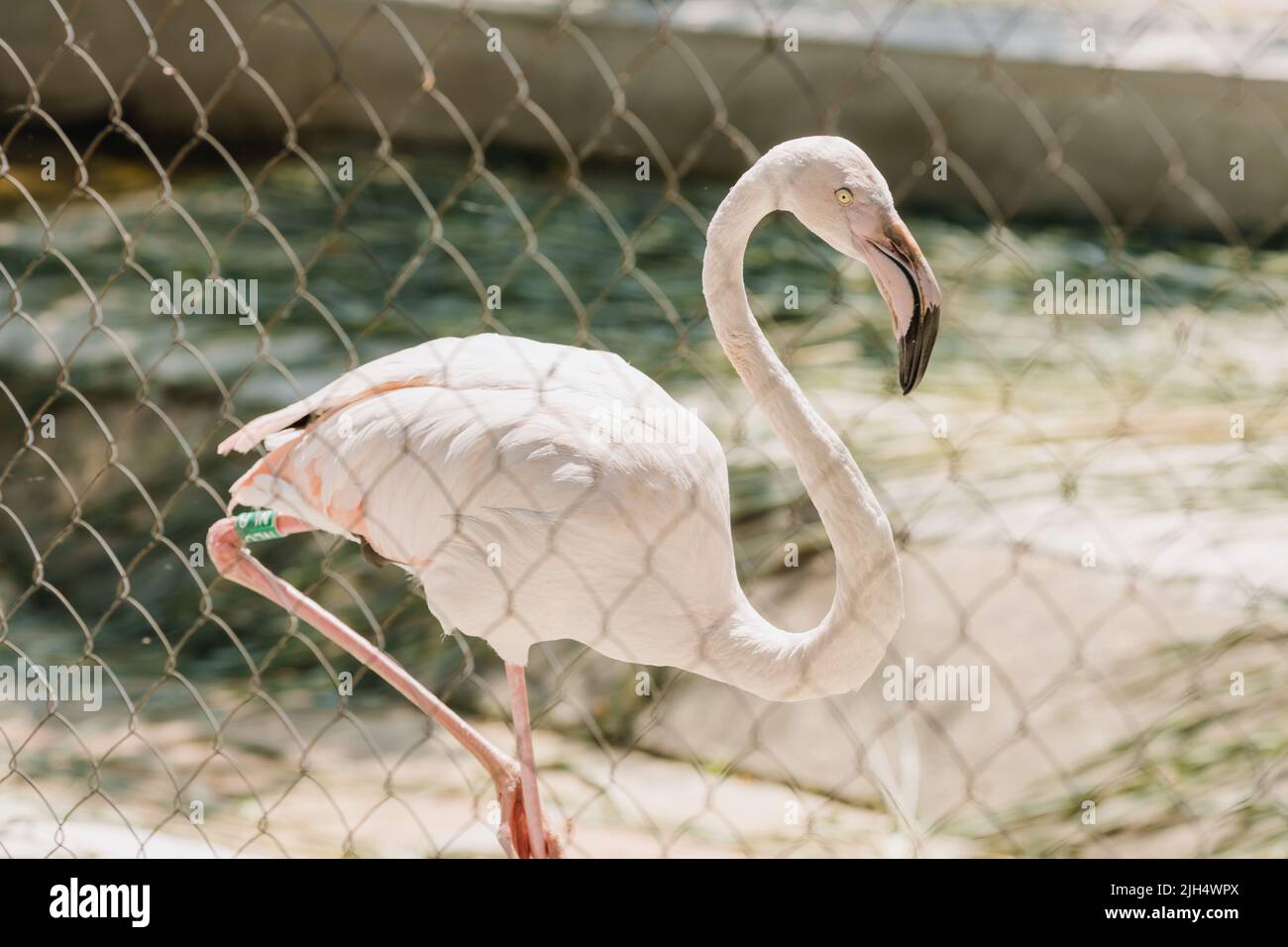 Portrait of white and pink flamingo behind a fence in a zoo Stock Photo ...