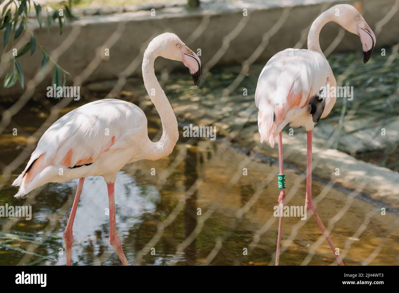 Portrait of two white and pink flamingos behind a fence in a zoo Stock Photo - Alamy