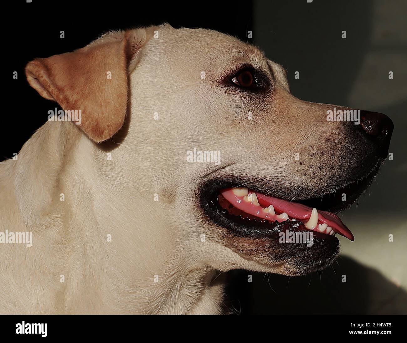 Side view portrait of a yellow Labrador retriever Stock Photo - Alamy
