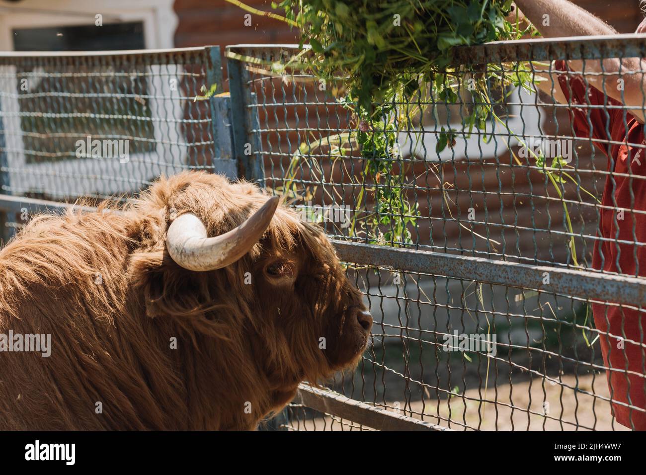 The face of a bison under the enclosure fence. The process of feeding ...