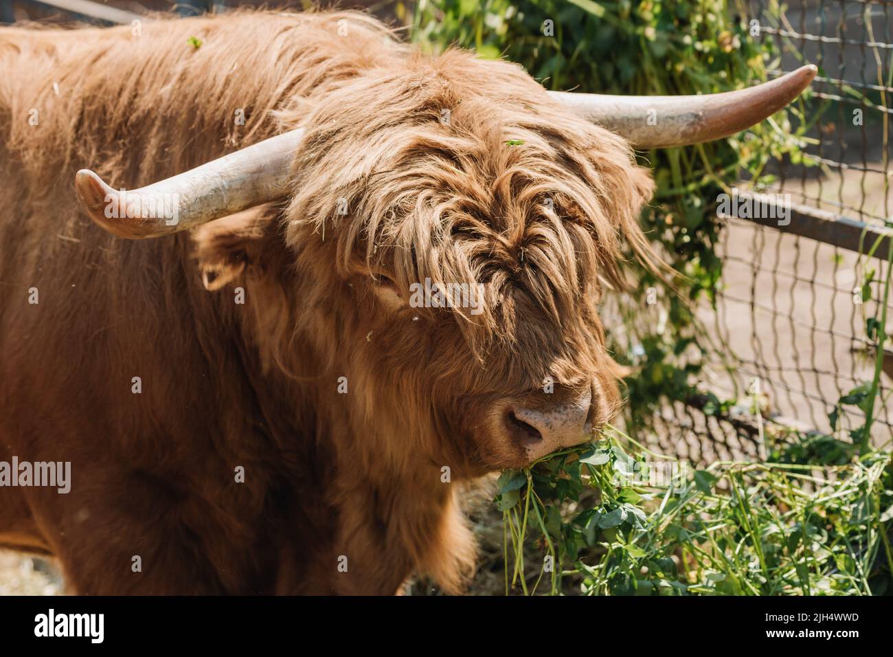 The face of a bison under the fence of the enclosure. Bison chews grass ...