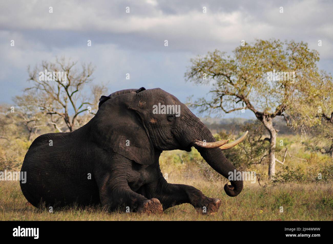 The SA National Parks conducts regular testing for the presence of the ...