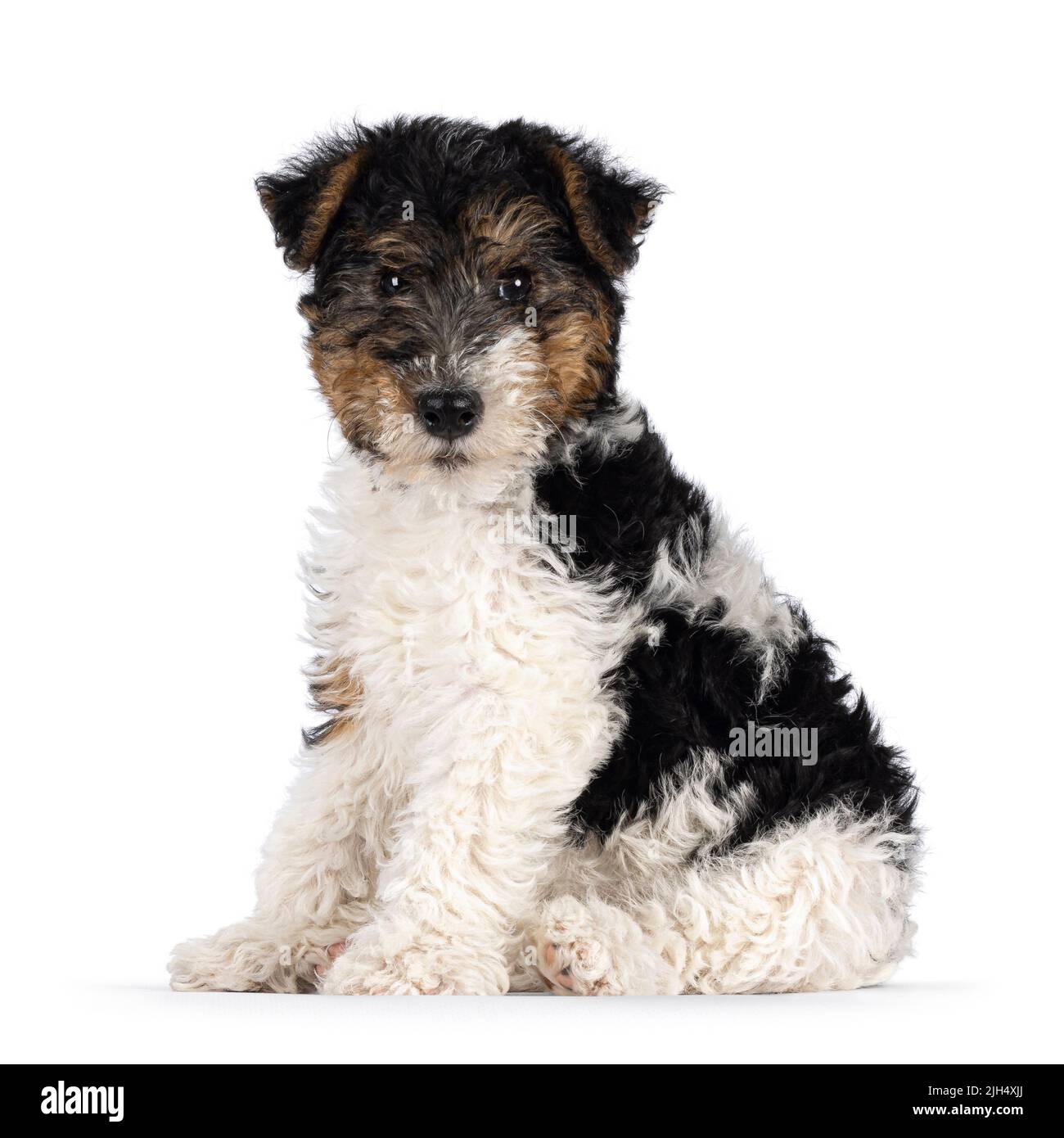 Cute Fox Terrier dog pup, sitting with side turn to camera. Looking ...