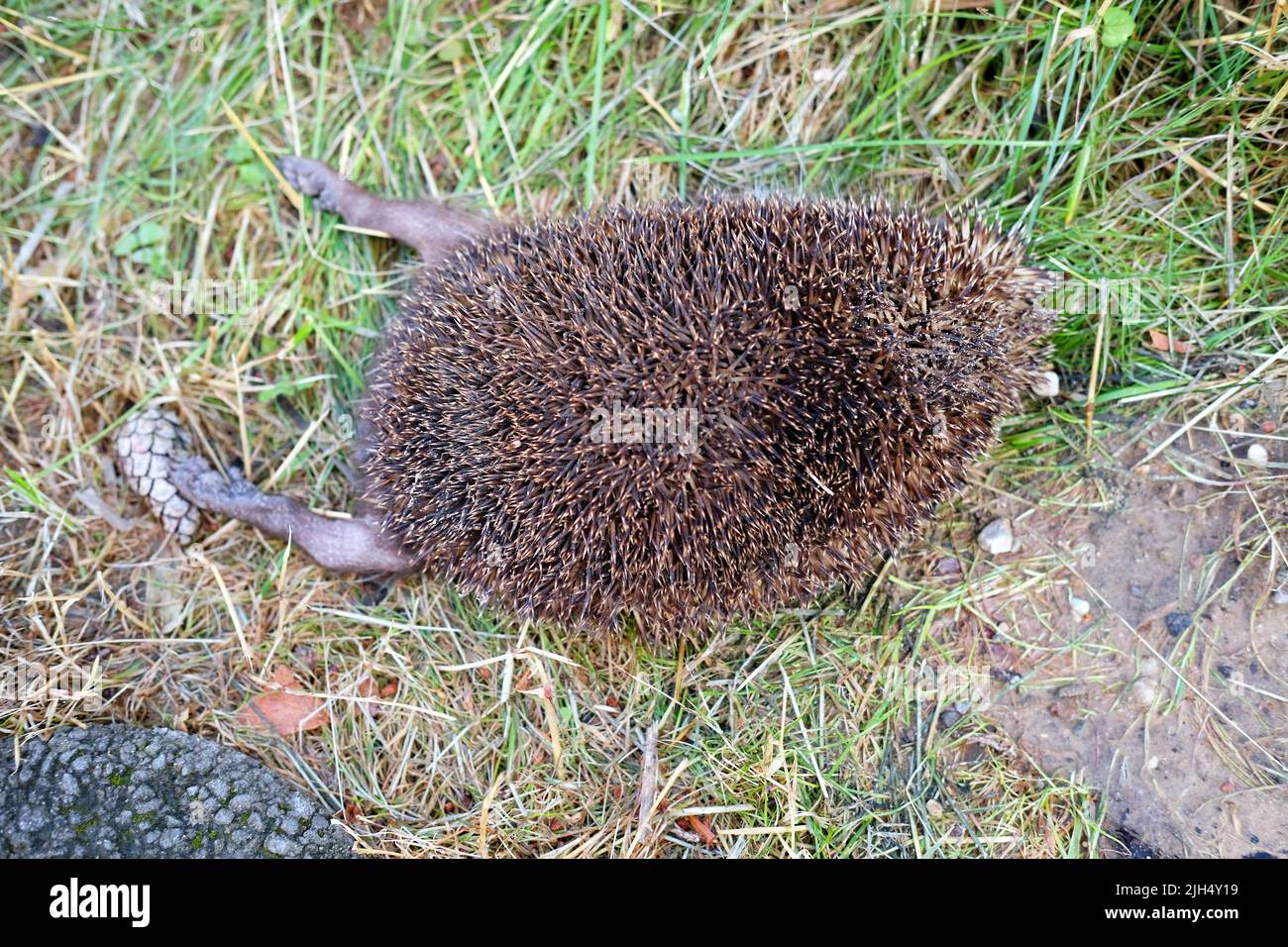 dead hedgehog corpse at the side of a road on lawn Stock Photo - Alamy