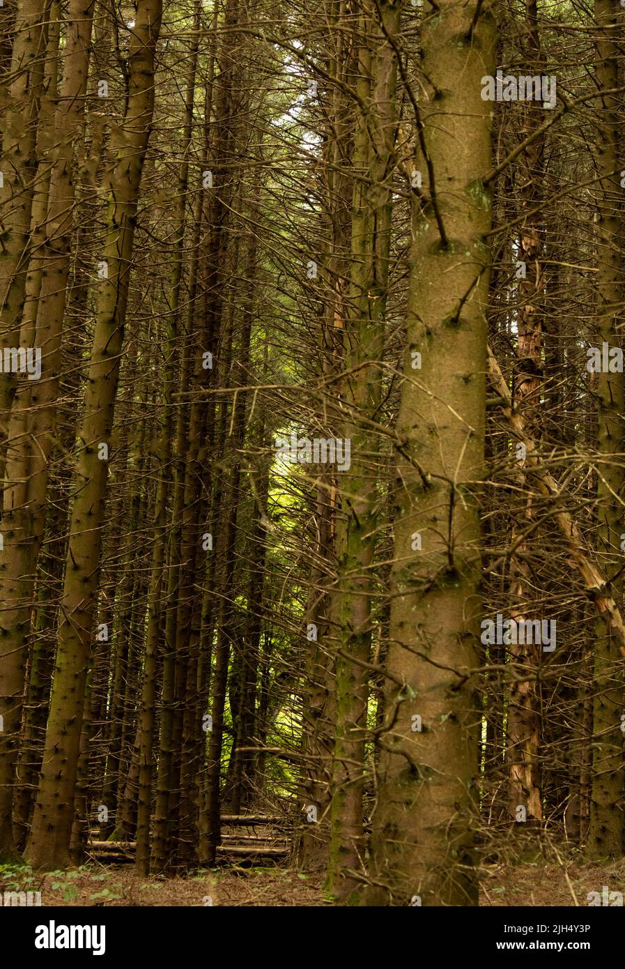 Drymen hi-res stock photography and images - Alamy