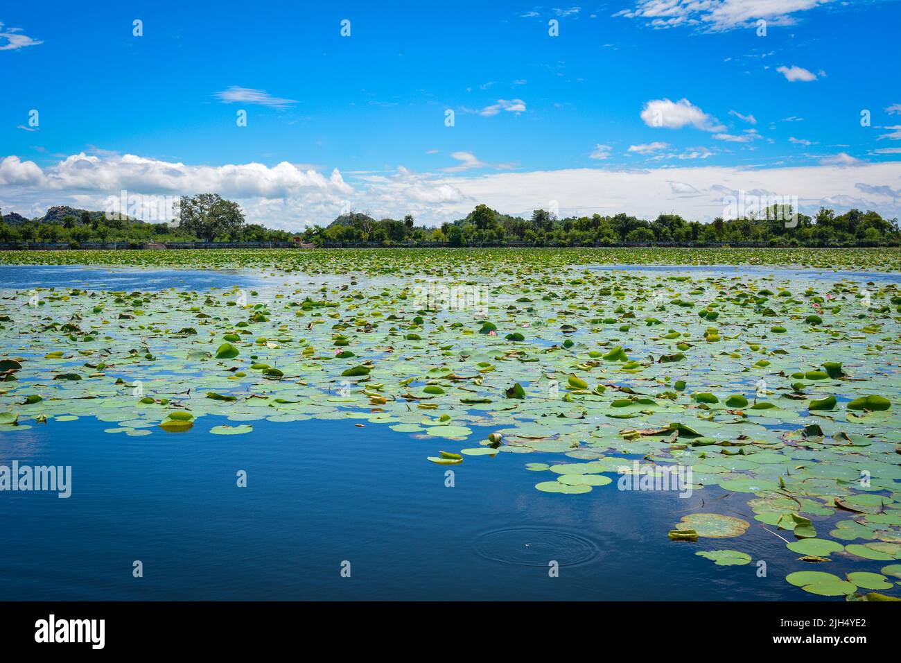 Beautiful scenery at lotus pond hi-res stock photography and images - Alamy
