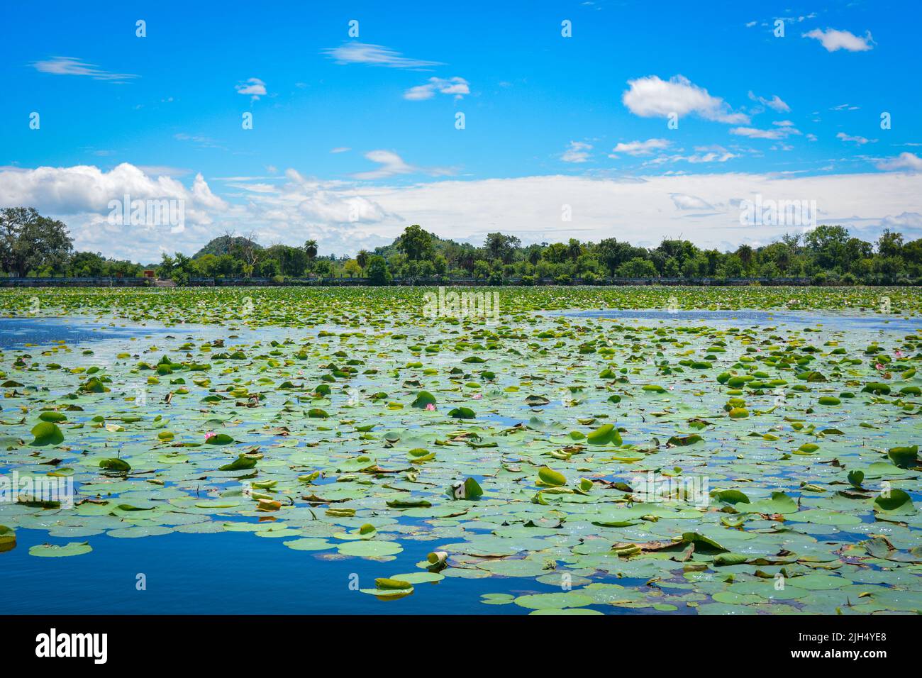 Lotus flowers on river hi-res stock photography and images - Alamy