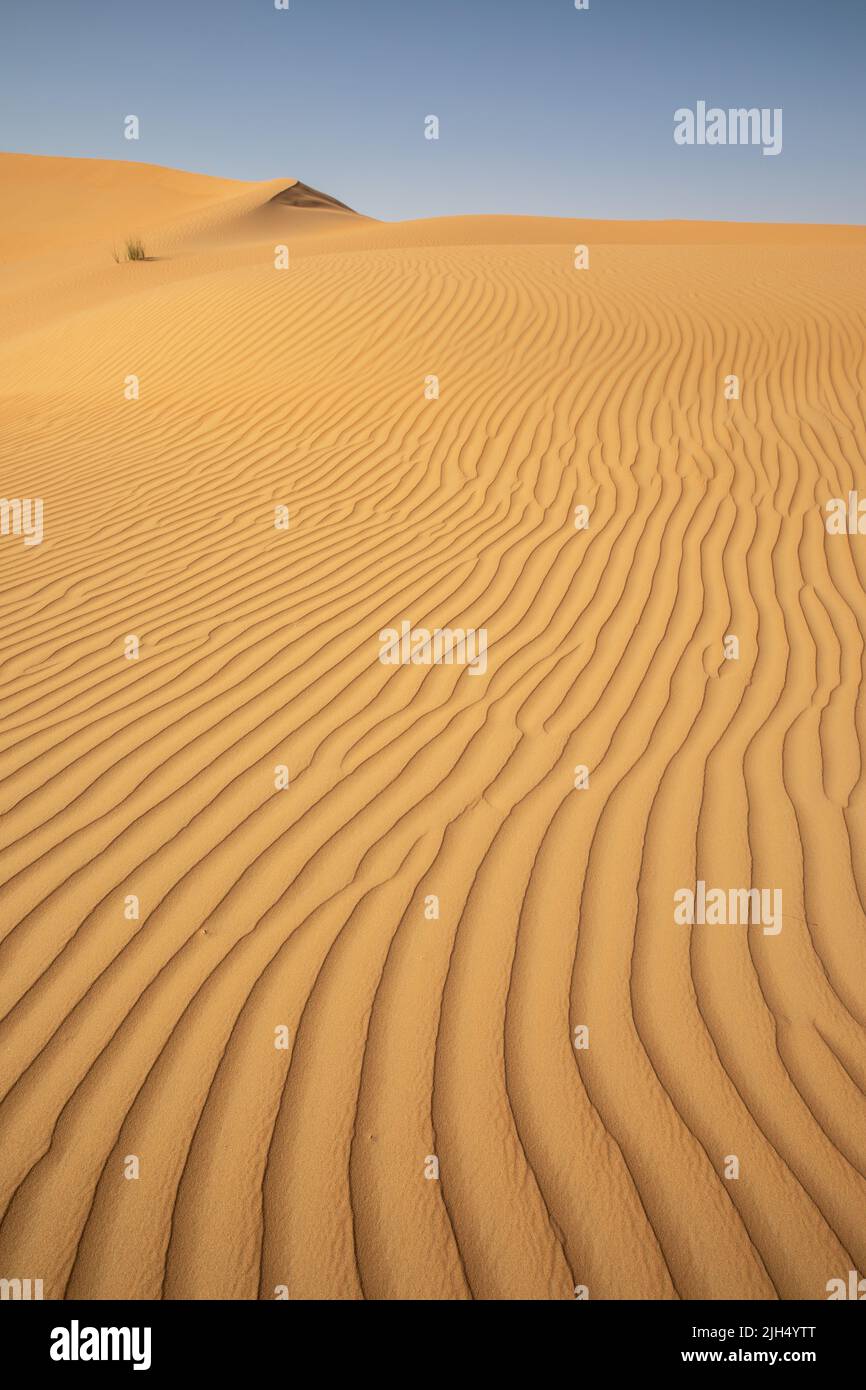 Desert landscape with sand dunes in morning light Stock Photo - Alamy