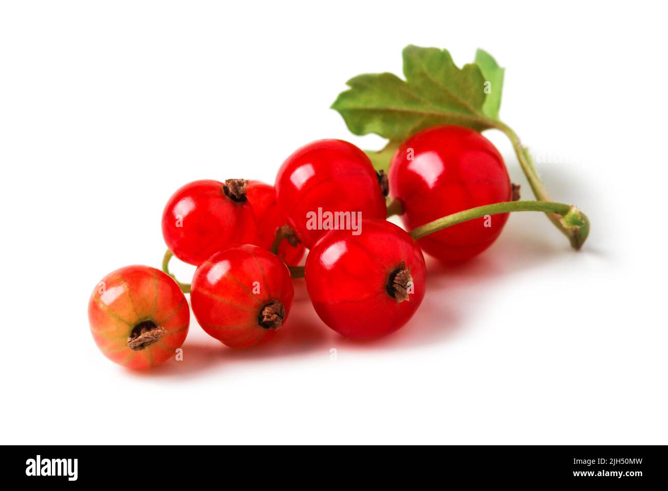 Currant bush with ripe fruits hi-res stock photography and images - Alamy