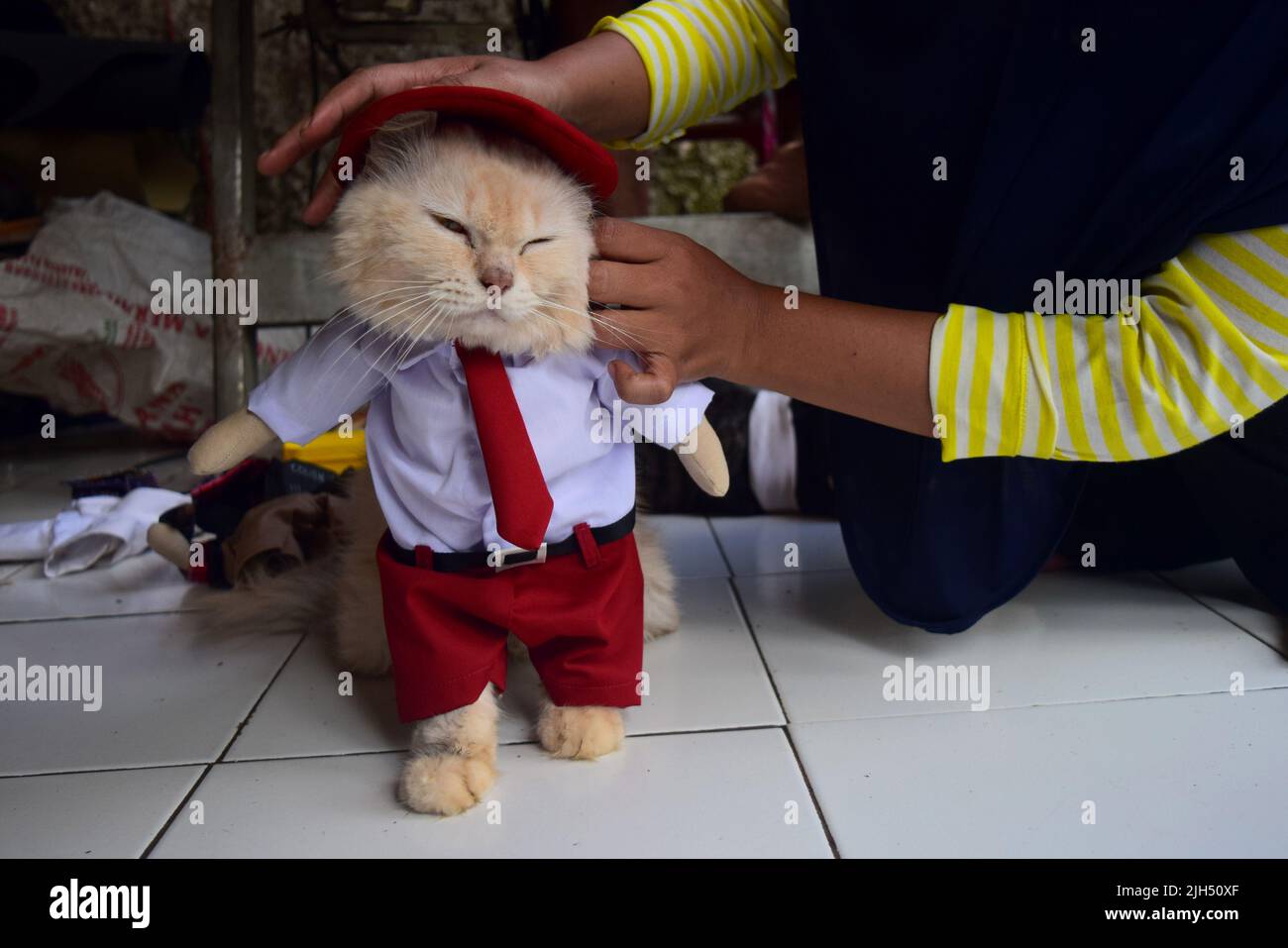 School uniform cat hi-res stock photography and images - Alamy