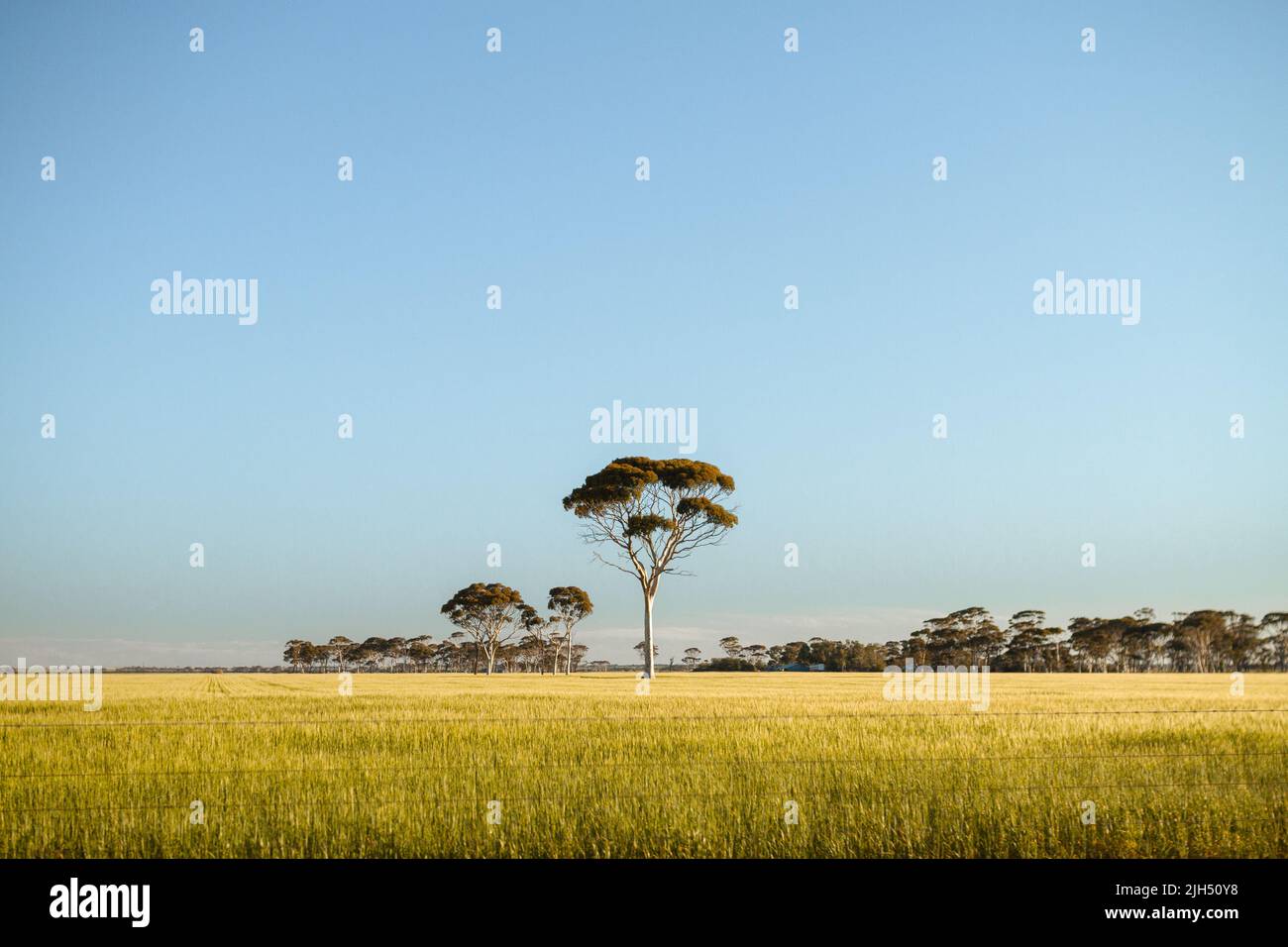 A single gumtree stands tall in a field of wheat Stock Photo - Alamy