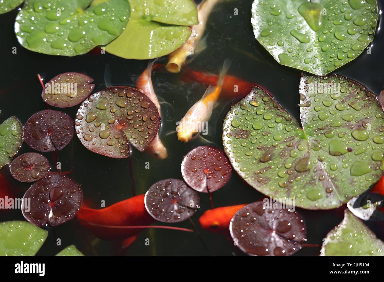 Beautiful goldfish swim in the garden pond Stock Photo - Alamy