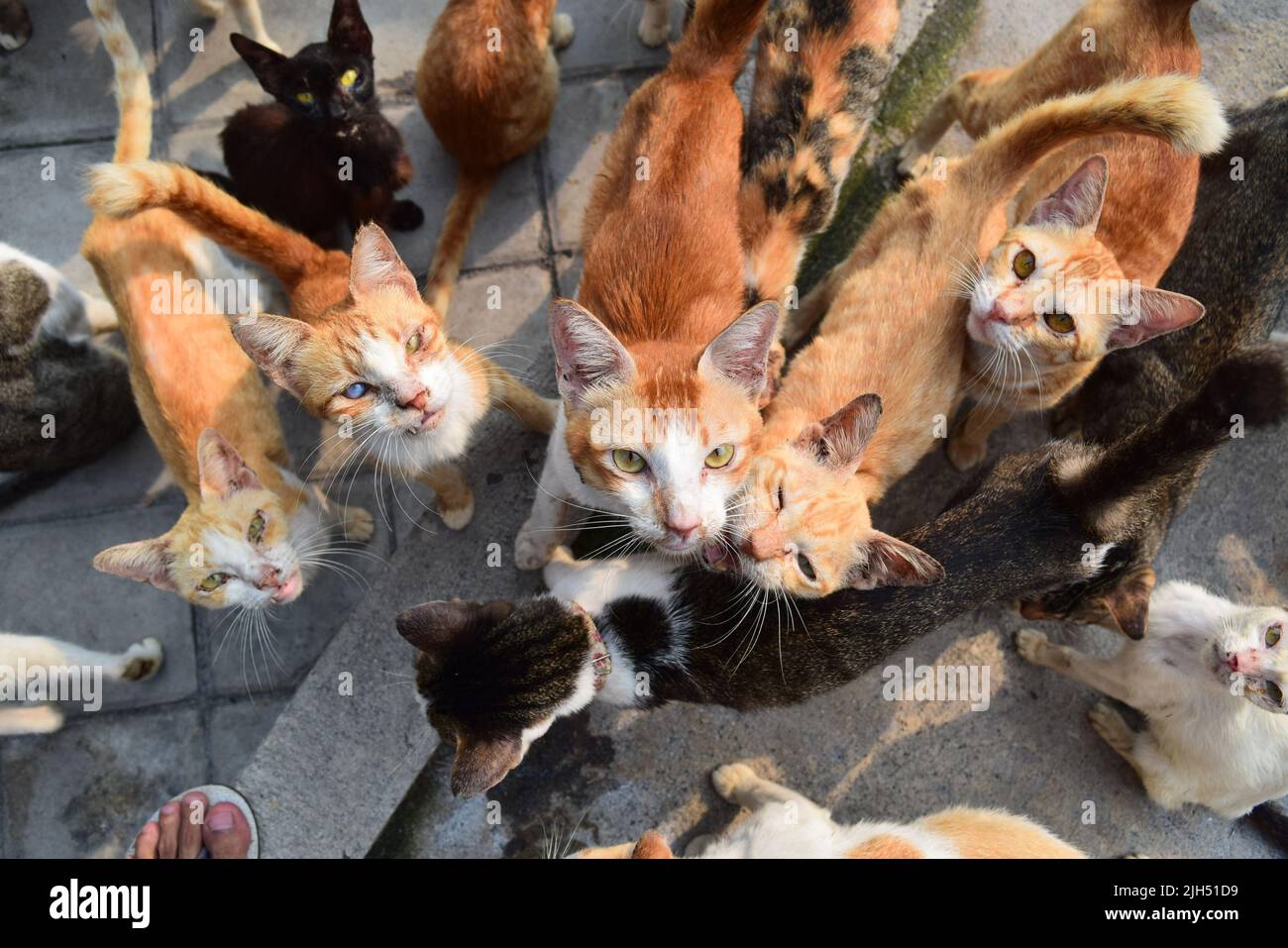 Parung indonesia hi-res stock photography and images - Alamy