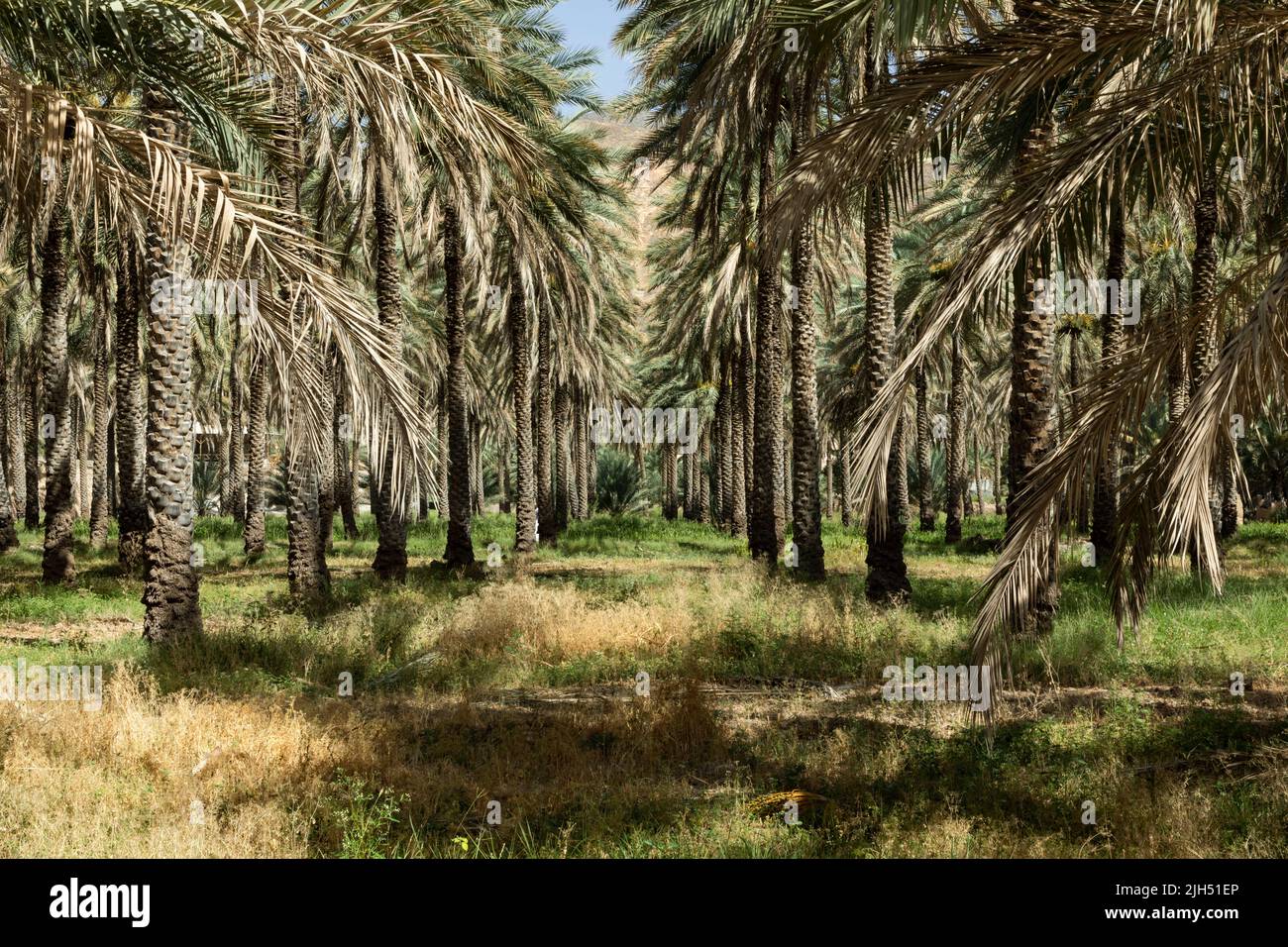 Palm tree plantation in Oman with dense greenery and natural sunlight ...