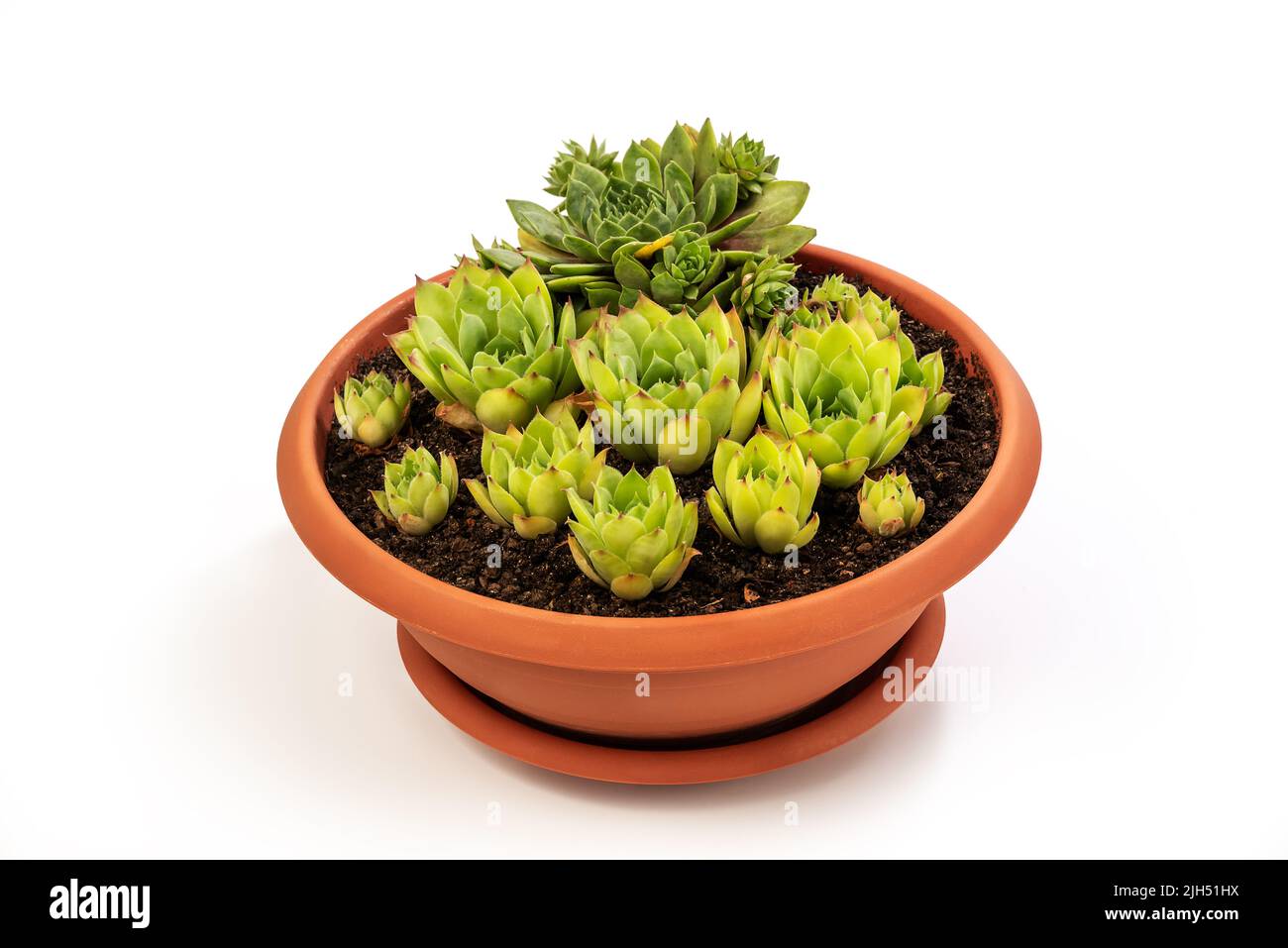 Sempervivum tectorum, commonly known as Common Houseleek in a flower ...