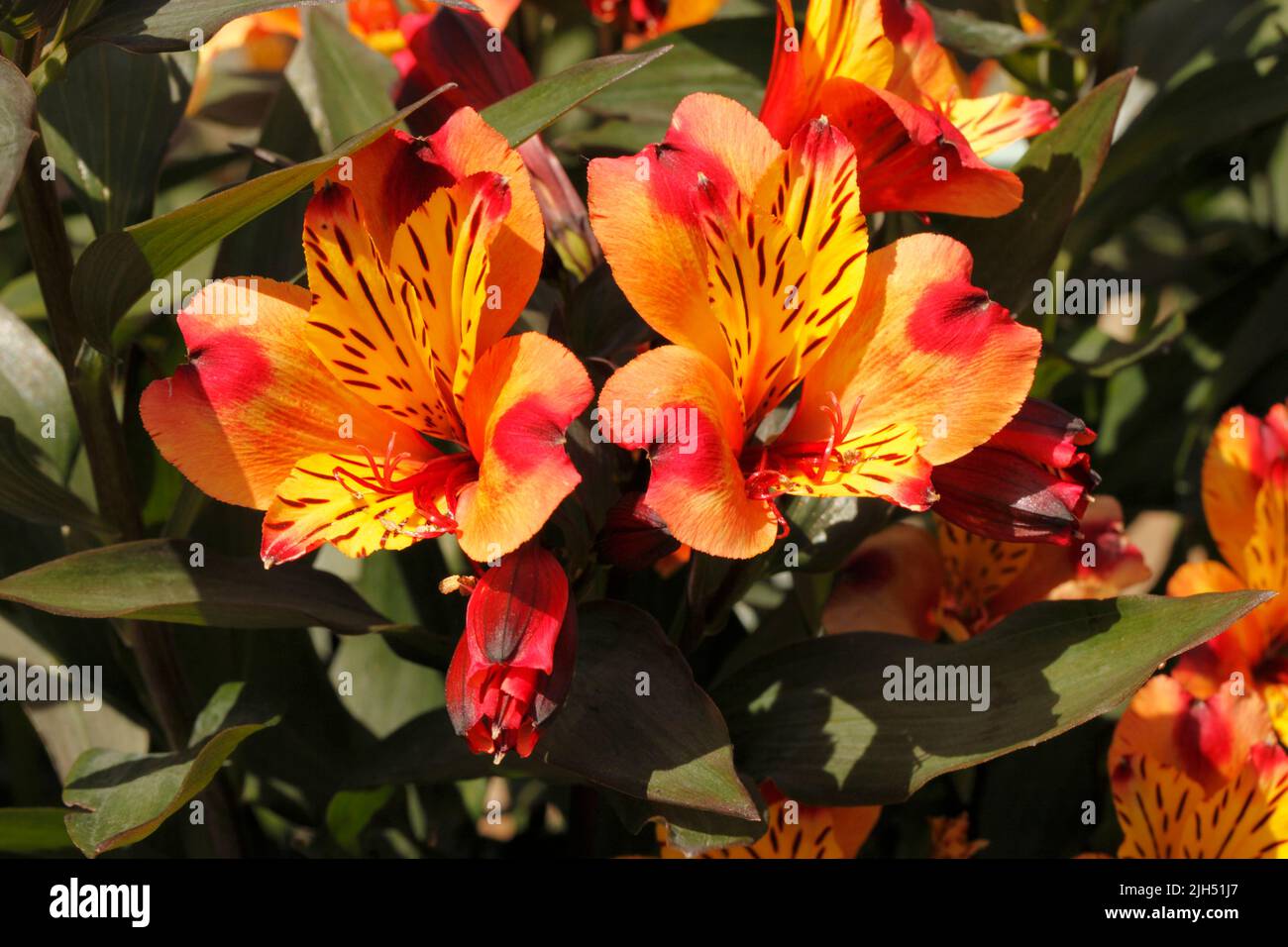 Alstroemeria variety 'Indian Summer'. Lily of the Incas or Peruvian ...