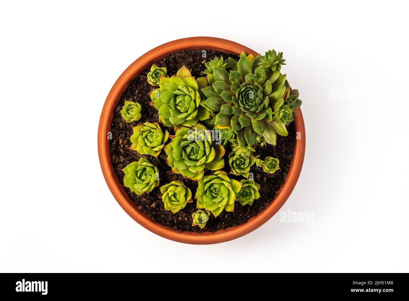 Sempervivum tectorum, commonly known as Common Houseleek in a flower ...