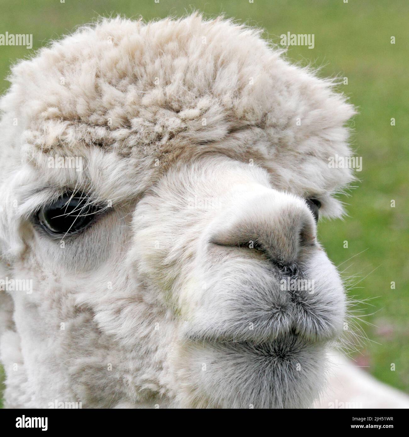 Camelid fibre hi-res stock photography and images - Alamy