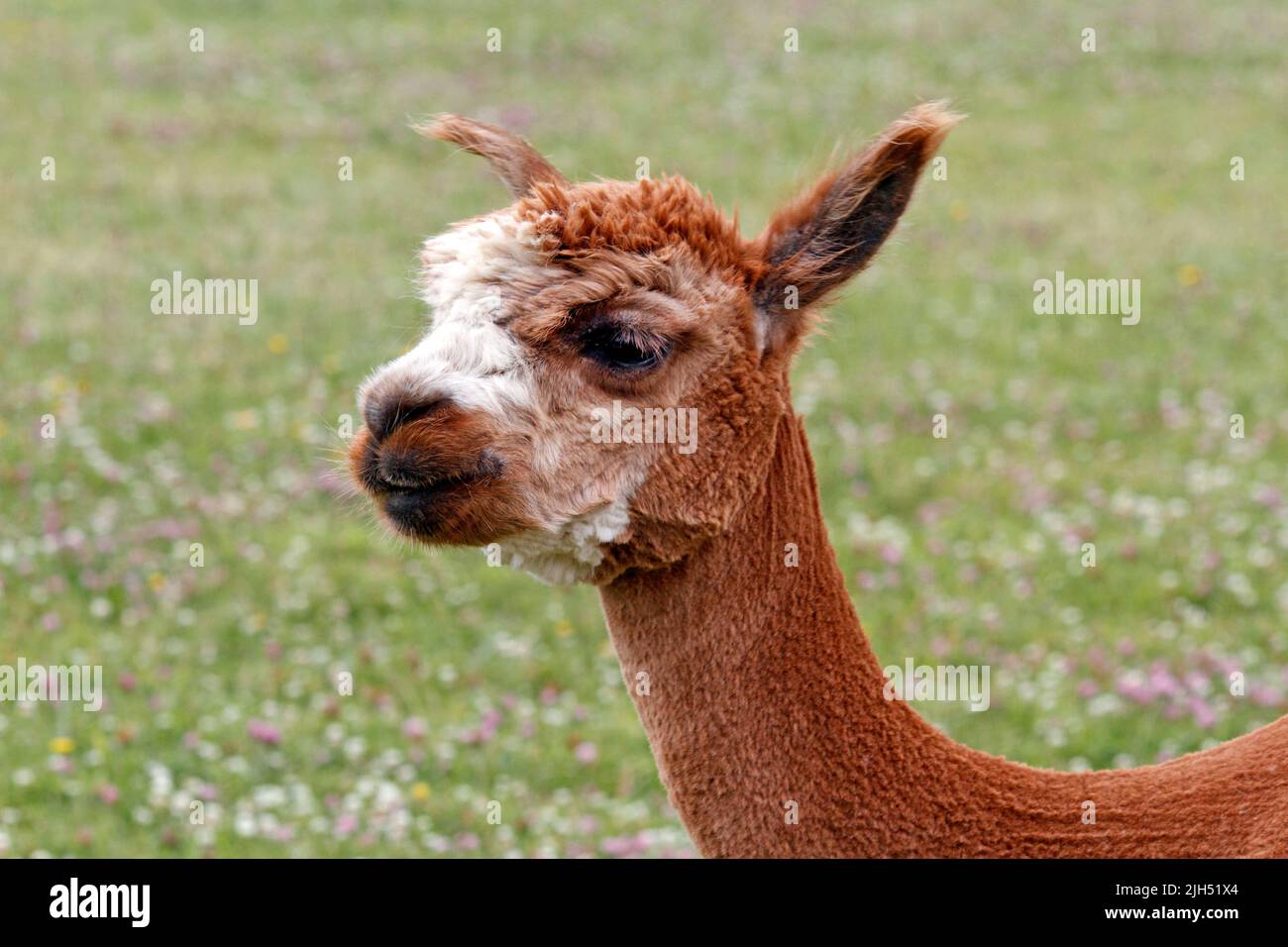 Alpaca, Alpacas, recently groomed, Shawn, sheered. A South American ...