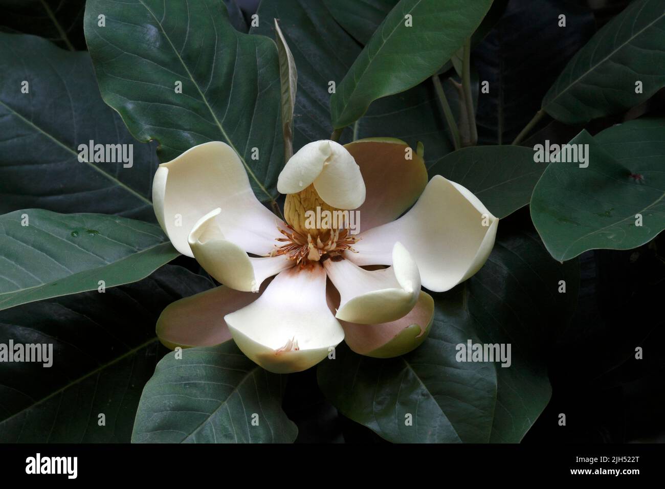 Magnolia delavayi flowering Stock Photo - Alamy