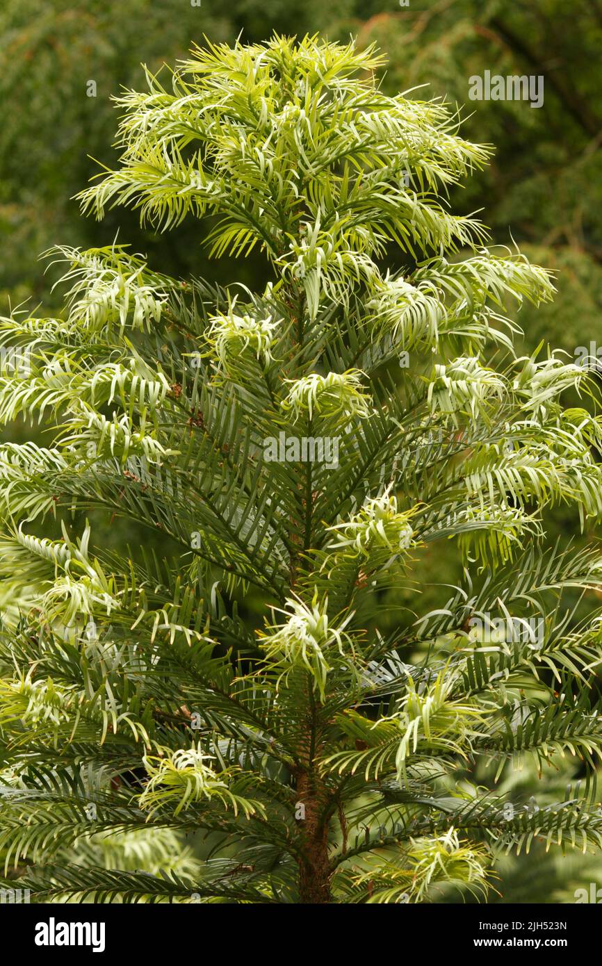 Wollemia wollemi pine wollemia nobilis hi-res stock photography and images - Alamy