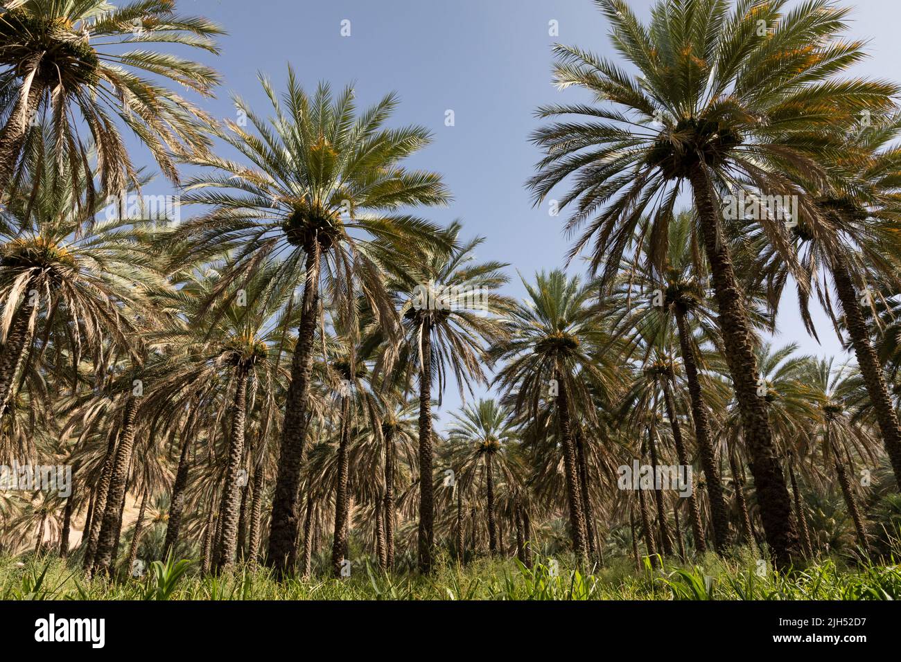 Palm tree plantation in Oman with dense greenery and natural sunlight ...