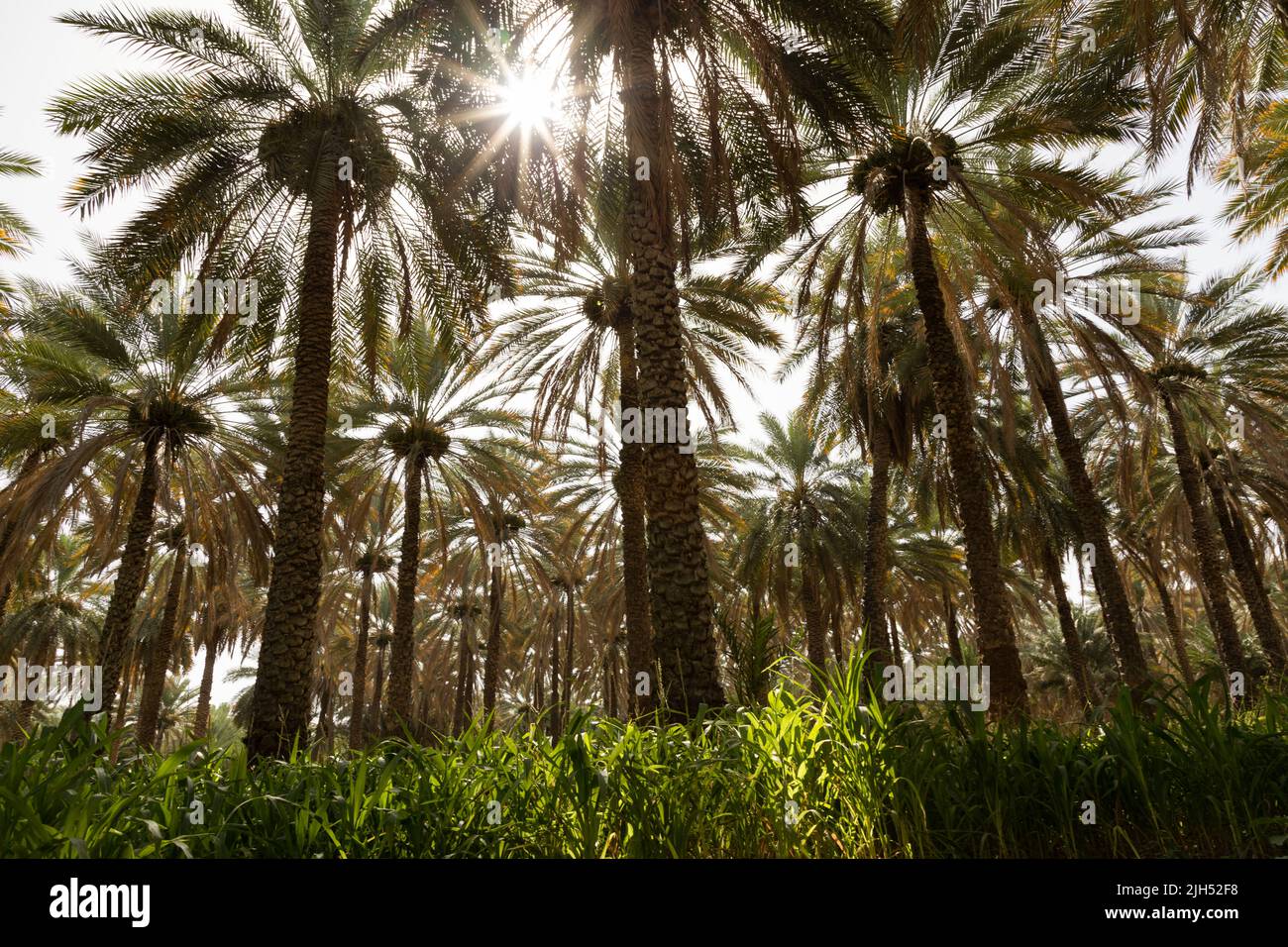 Palm tree plantation in Oman with dense greenery and natural sunlight ...
