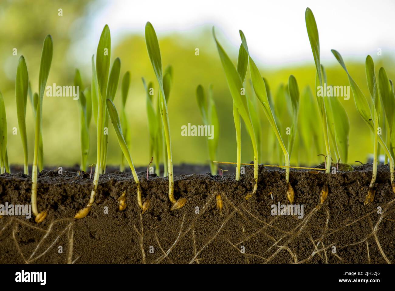 Young shoots of barley with roots blurred background Stock Photo - Alamy