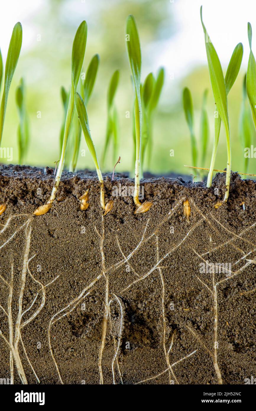 Barley seed germination hi-res stock photography and images - Alamy