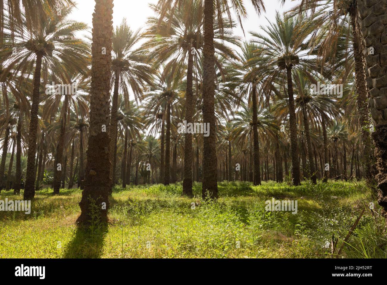 Palm tree plantation in Oman with dense greenery and natural sunlight ...