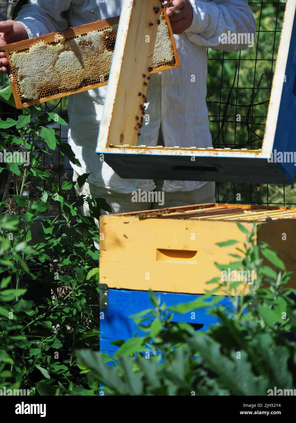 Master bee keeper pulls out a frame with honey from the beehive in the ...