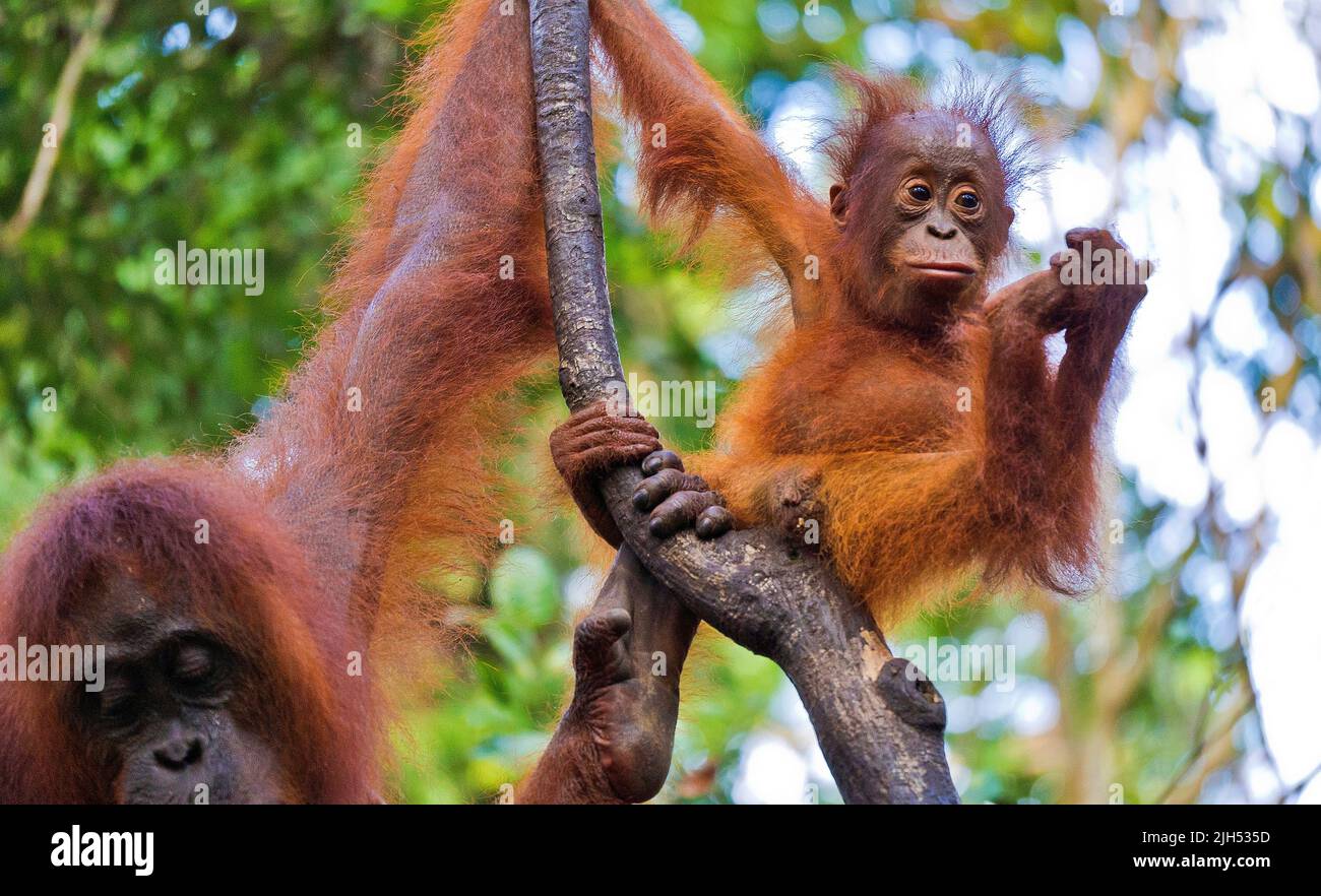 Orangutan, Pongo pygmaeus, Sekonyer River, Tanjung Puting National Park ...