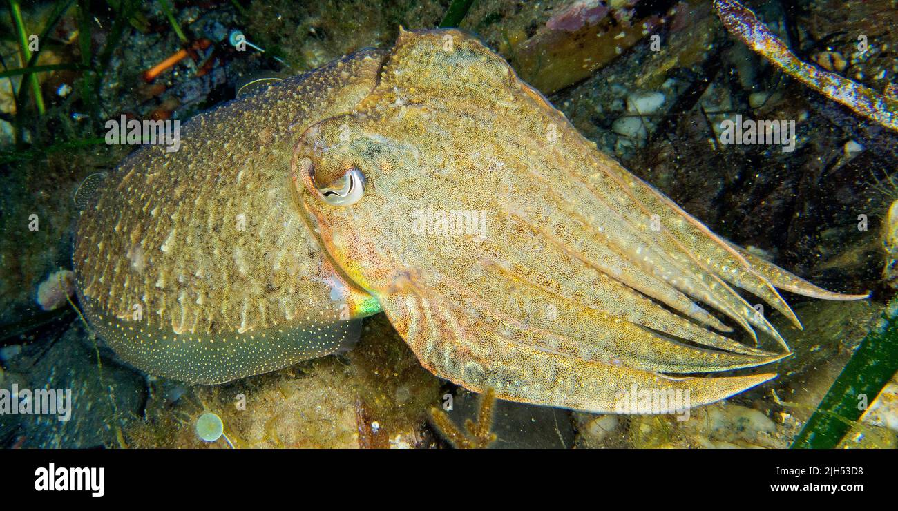 Ssepia officinalis hi-res stock photography and images - Alamy