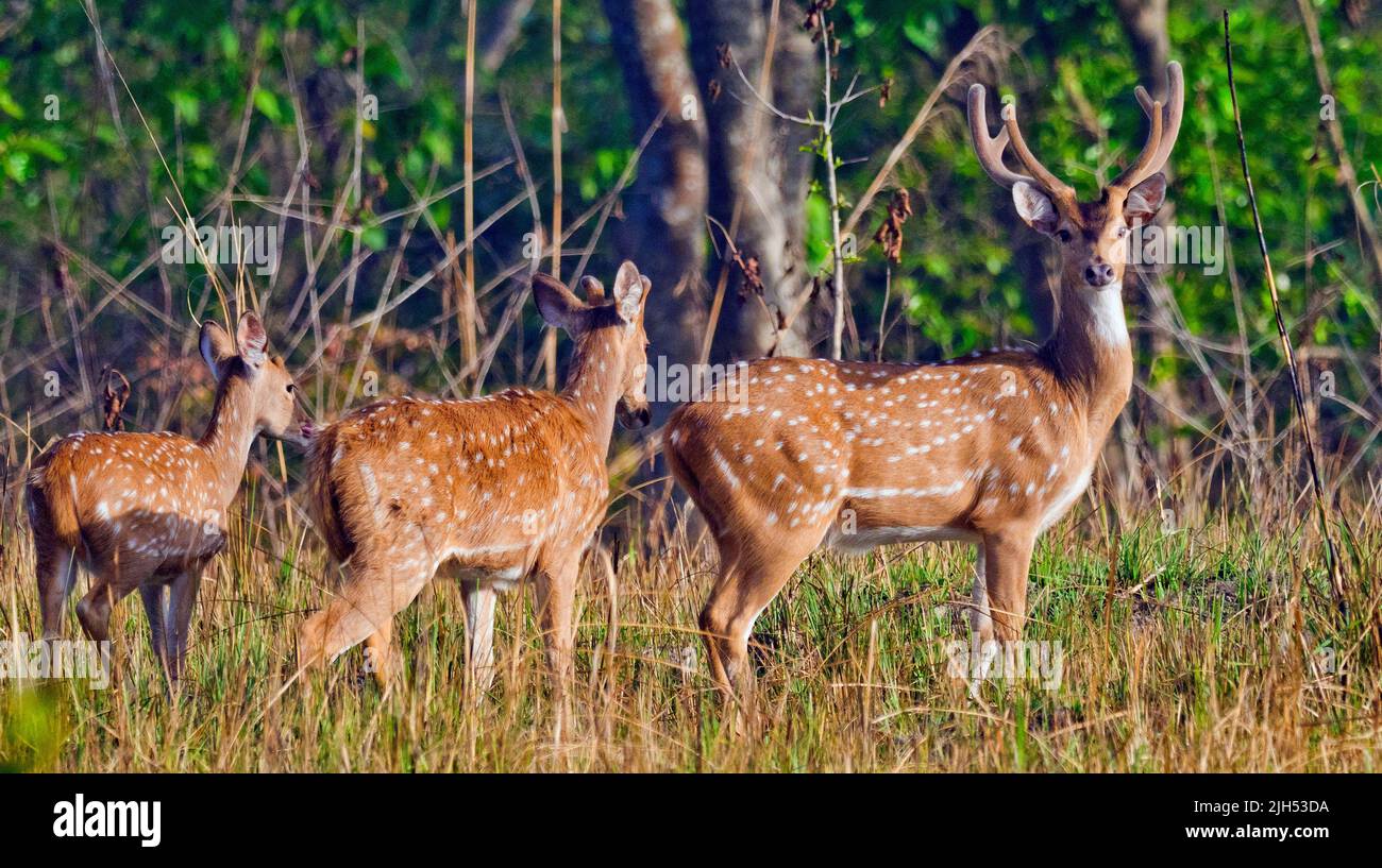 Spotted Deer, Cheetal, Axis Axis, Axis Deer, Royal Bardia National Park ...