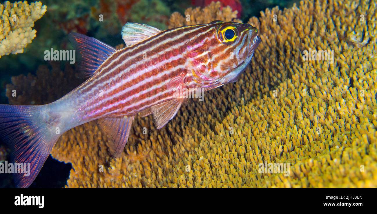 Tiger Cardinalfish, Cheilodipterus sp., Coral Reef, South Ari Atoll ...