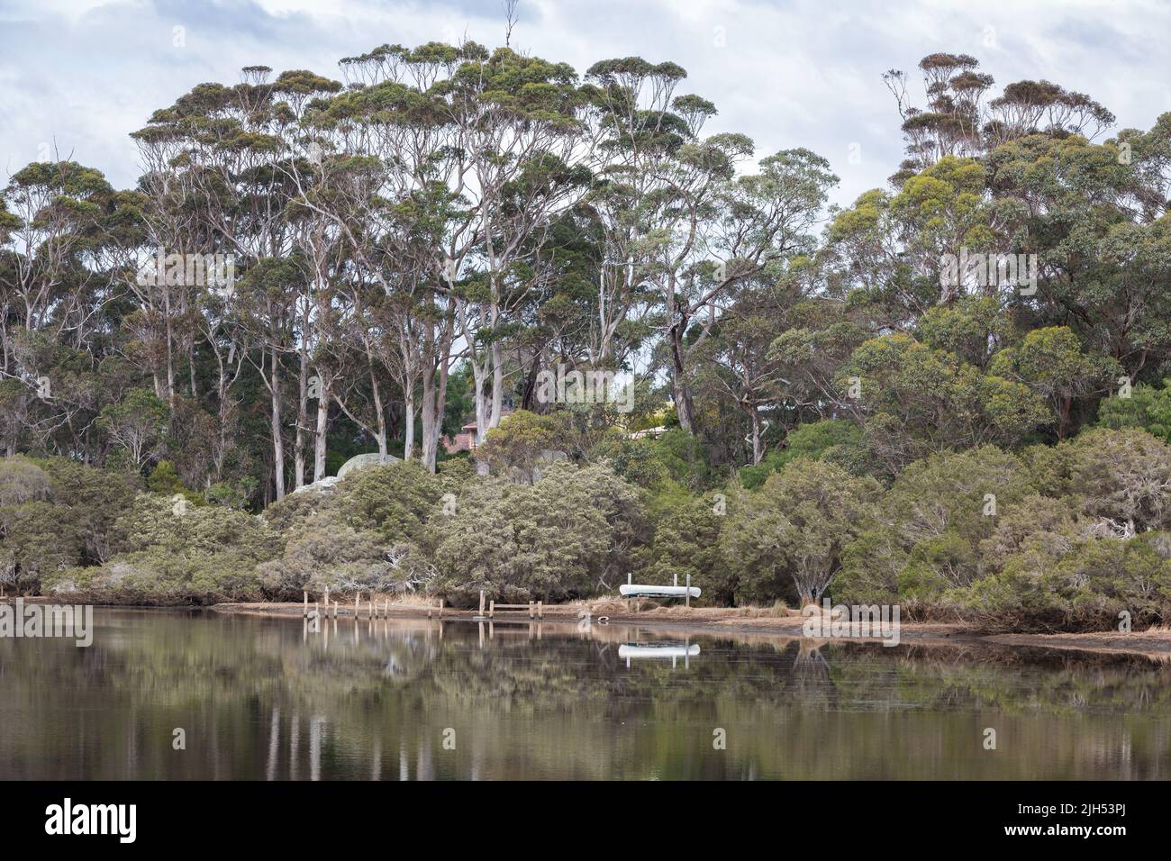 Still morning reflections, tall gum trees and upturned canoe. Rickets ...