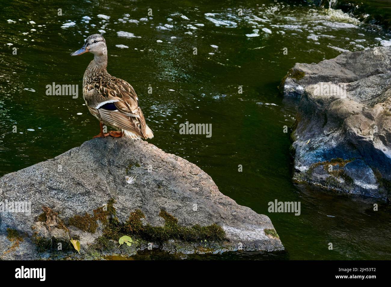 Wild brown duck sit on volcanic rocks among water Stock Photo - Alamy