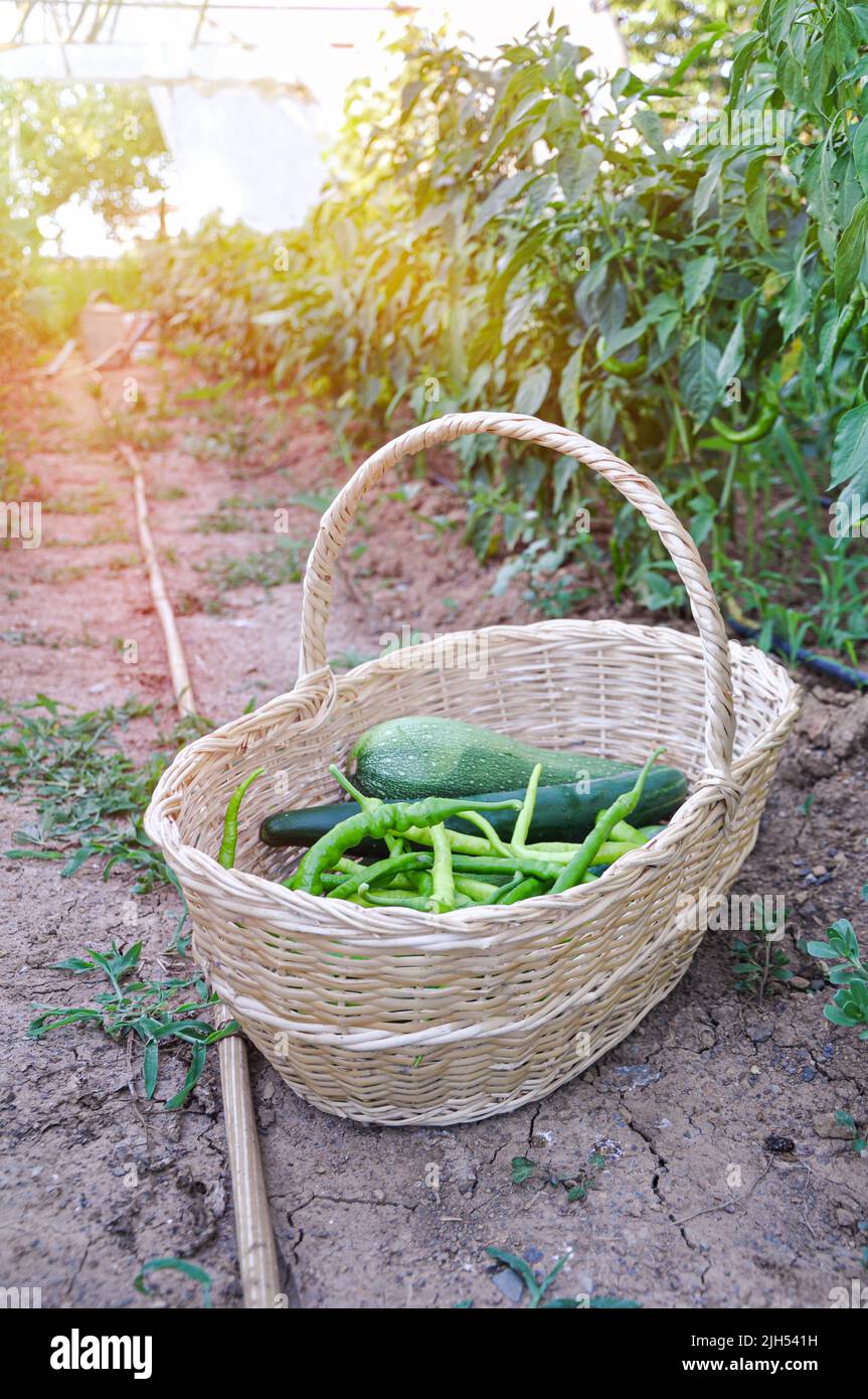 Basket with fresh fruits and vegetables placed on the ground in an ...