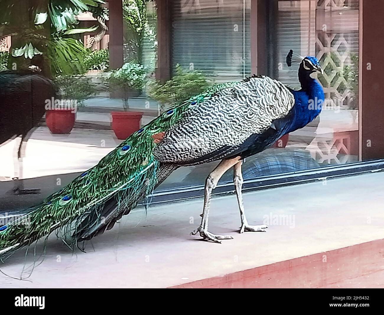 Top batra hi-res stock photography and images - Alamy