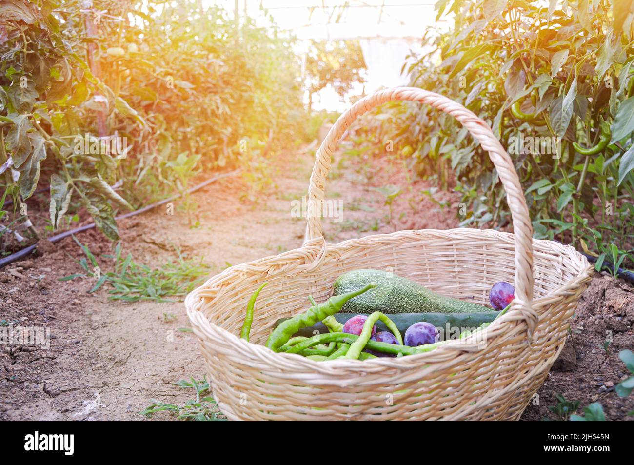 Basket with fresh fruits and vegetables placed on the ground in an ...