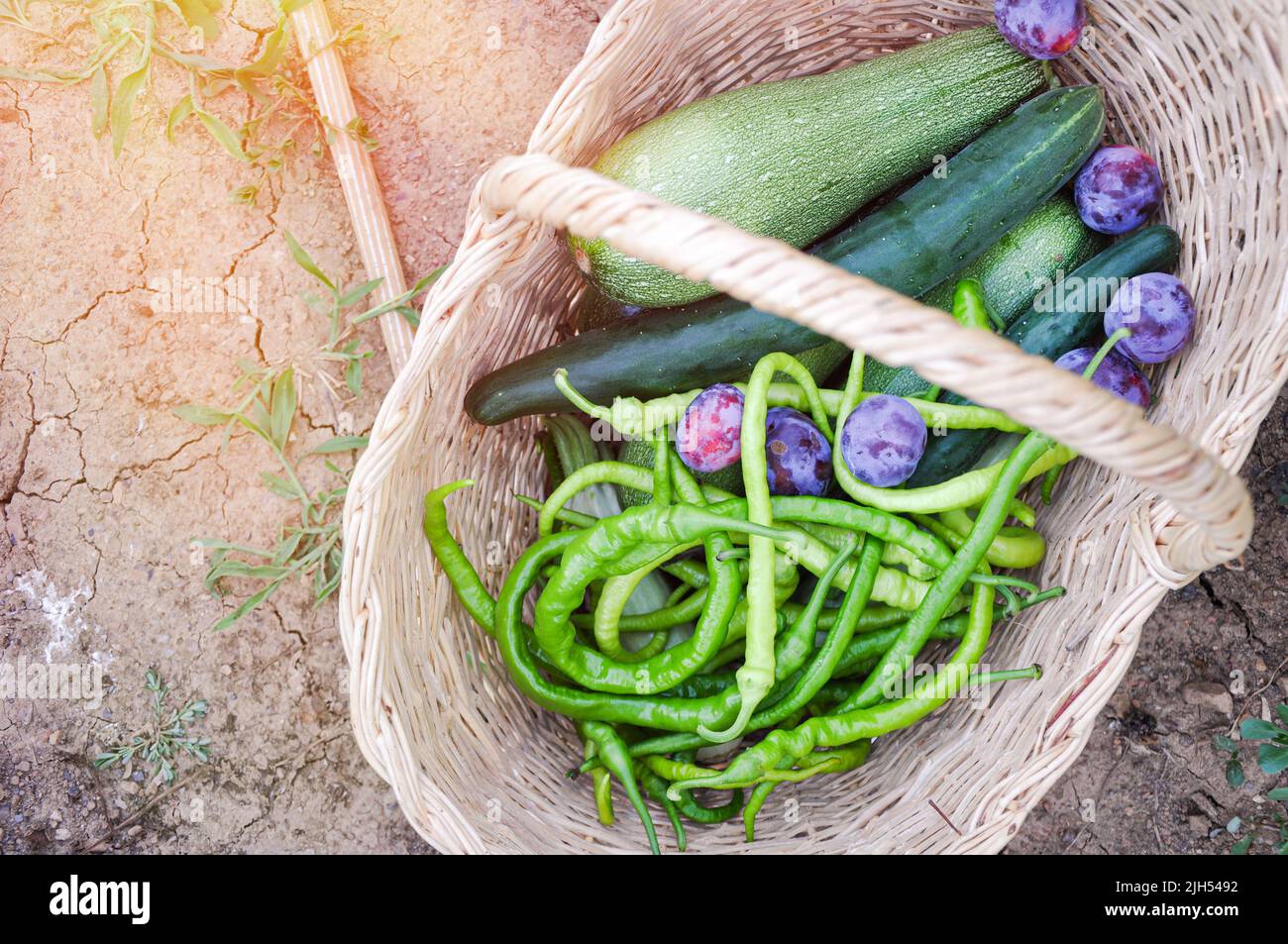 Basket with fresh fruits and vegetables placed on the ground in an ...